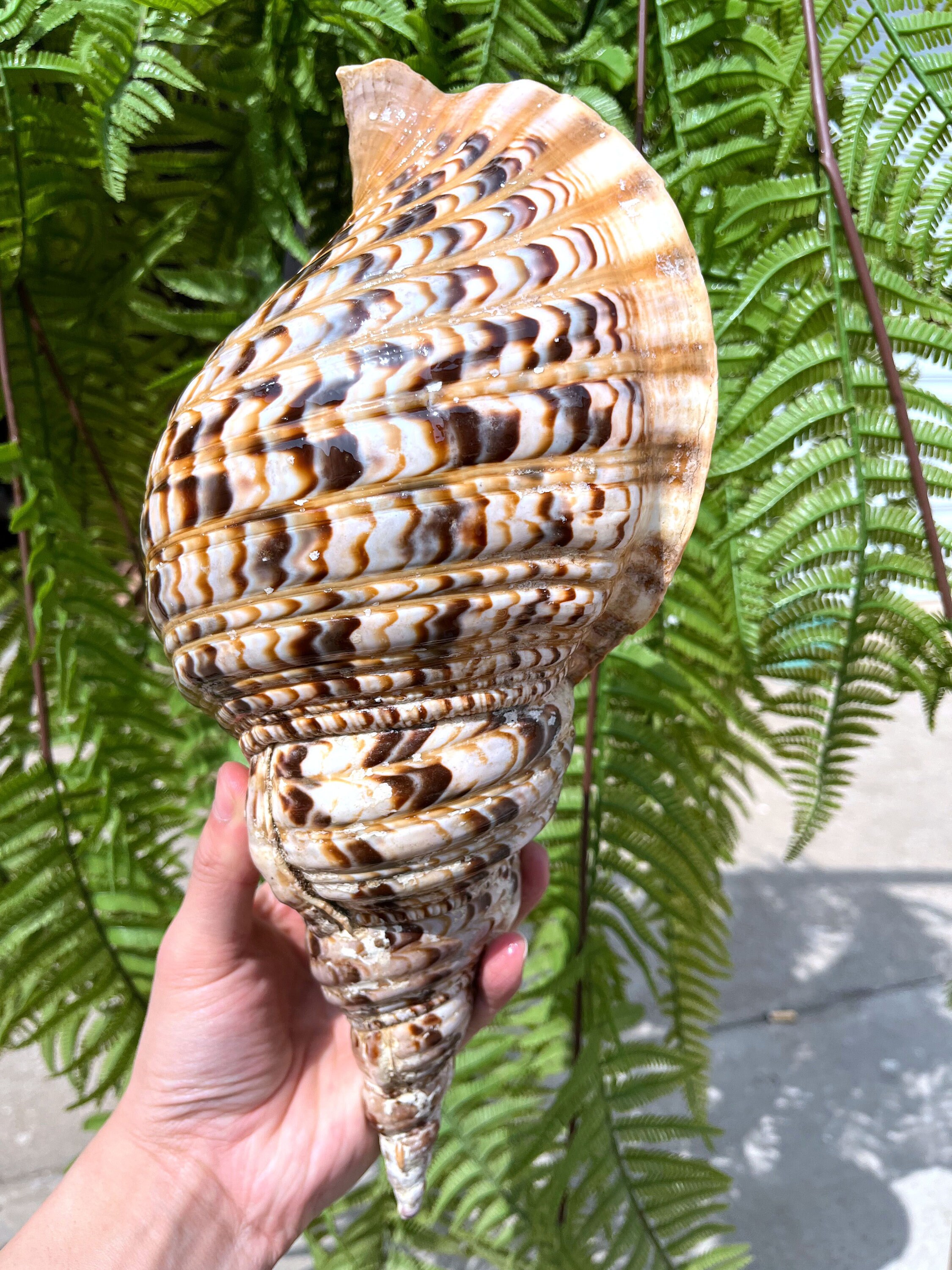 Natural Huge Trumpet Triton Ammonite Decoration/big Seashell Decor/sea ...