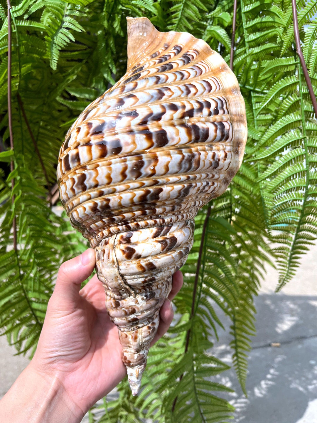 Natural Huge Trumpet Triton Ammonite Decoration/big Seashell Decor/sea ...