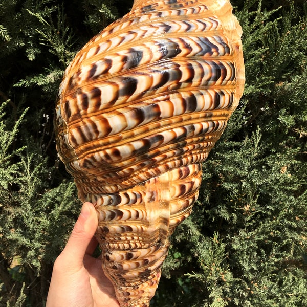 Seashell Decor - Etsy