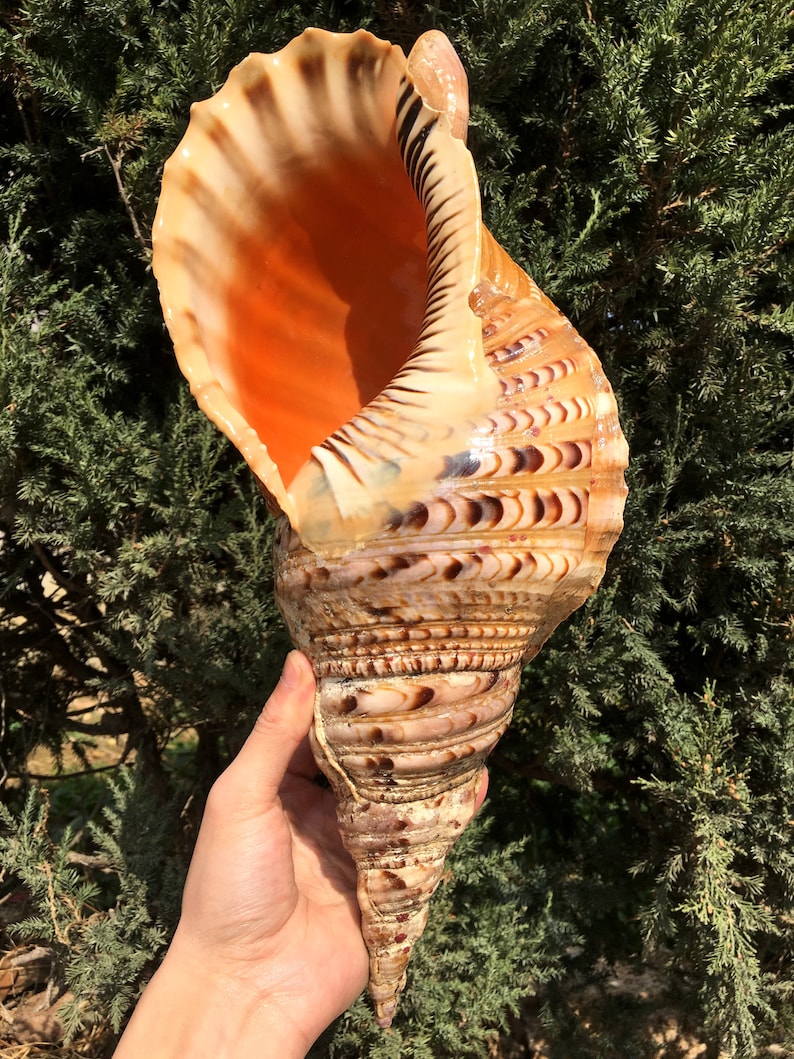 Natural Huge Trumpet Triton Ammonite Decoration/big Seashell | Etsy