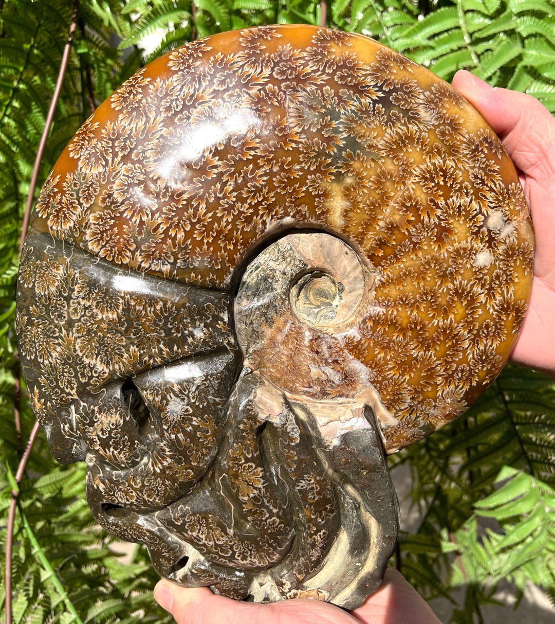 Fine Polishing Ammonite Can Stand Up/whole Ammonite Fossil/authentic ...