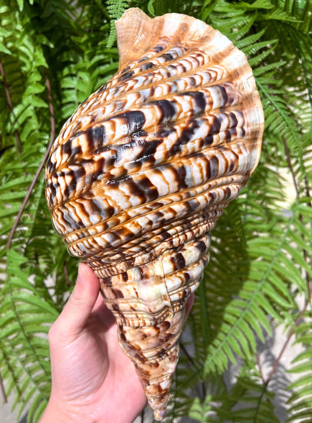 Natural Trumpet Triton Ammonite Decoration/big Seashell Decor/sea Shell ...