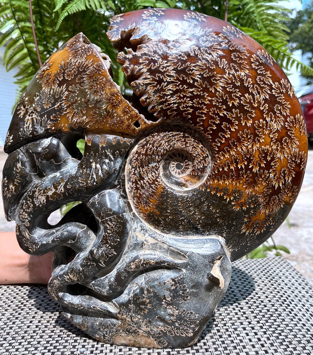 Fine Polishing Ammonite Can Stand Up/whole Ammonite Fossil/authentic ...