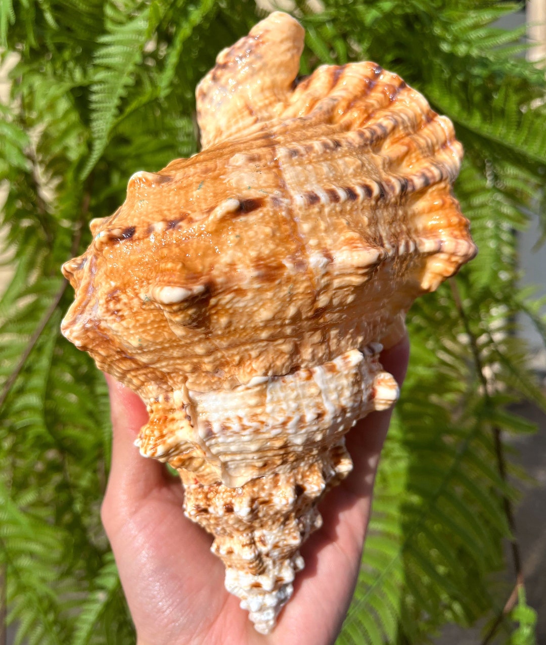 Natural Large Sea Snail Ammonite Decoration/big Seashell Decor/sea ...