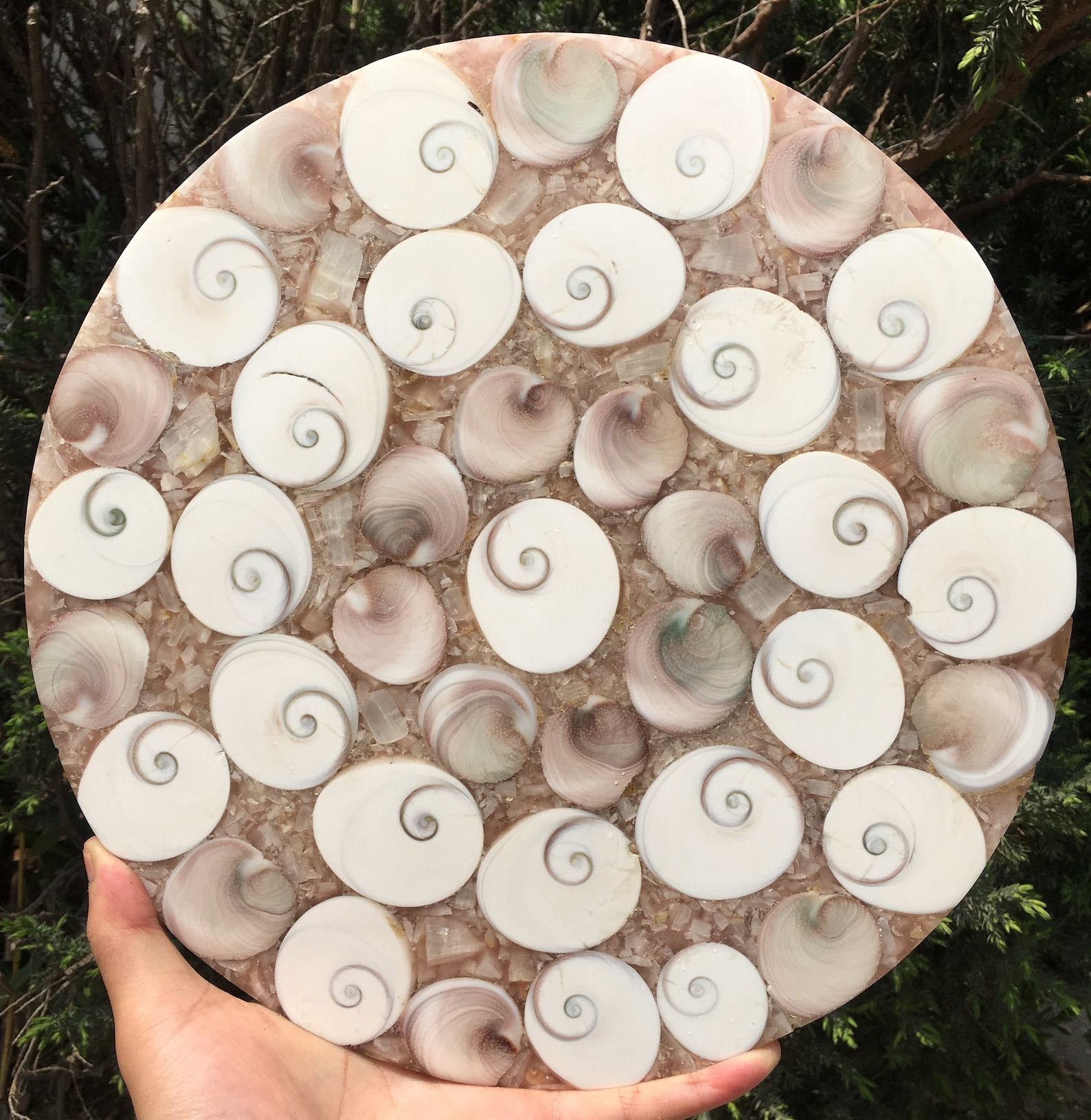 Shell Shell Jurassic Fossil Disk Half CUT W / From - Etsy
