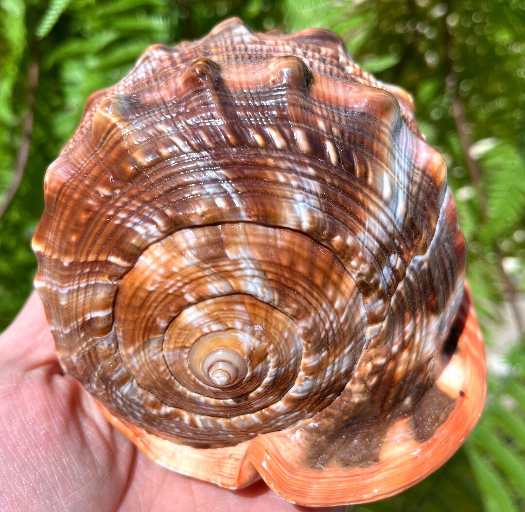 Natural Large Sea Snail Ammonite Decoration/big Seashell Decor/sea ...