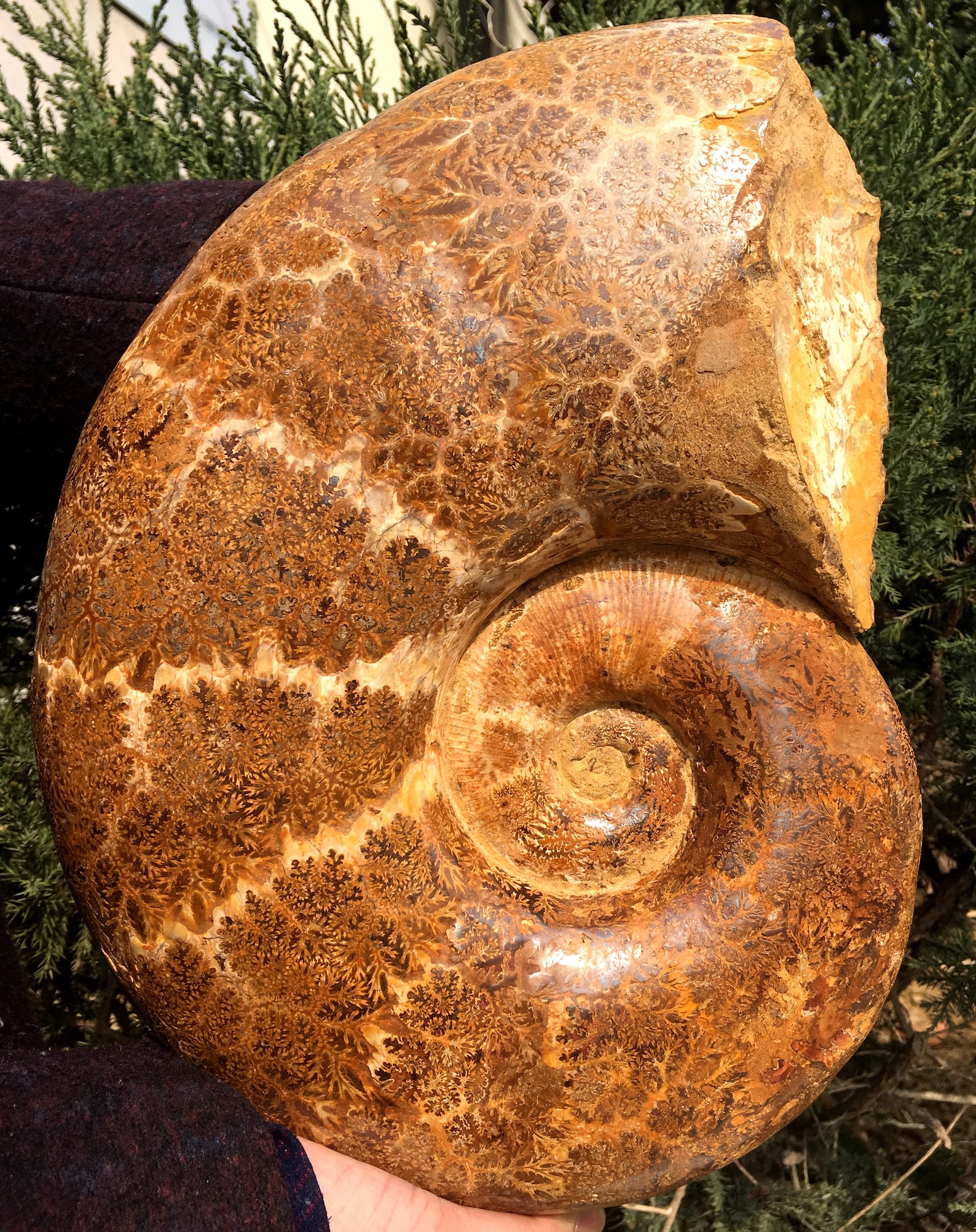 Natural Huge Ammonite/from Madagascar/perisphinctes | Etsy