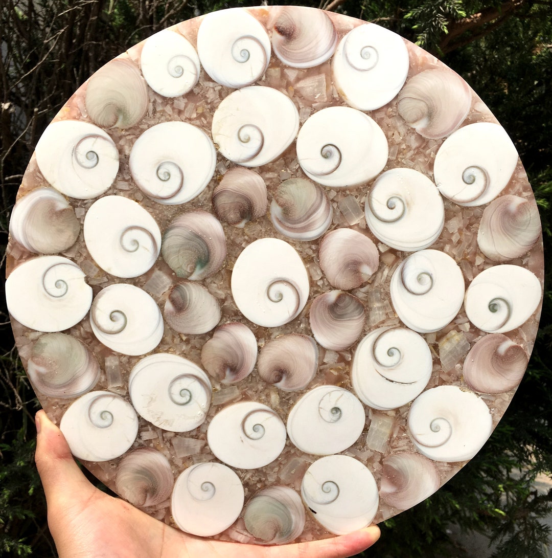 Shell Shell Jurassic Fossil Disk Half CUT W / From Madagascar/110 ...