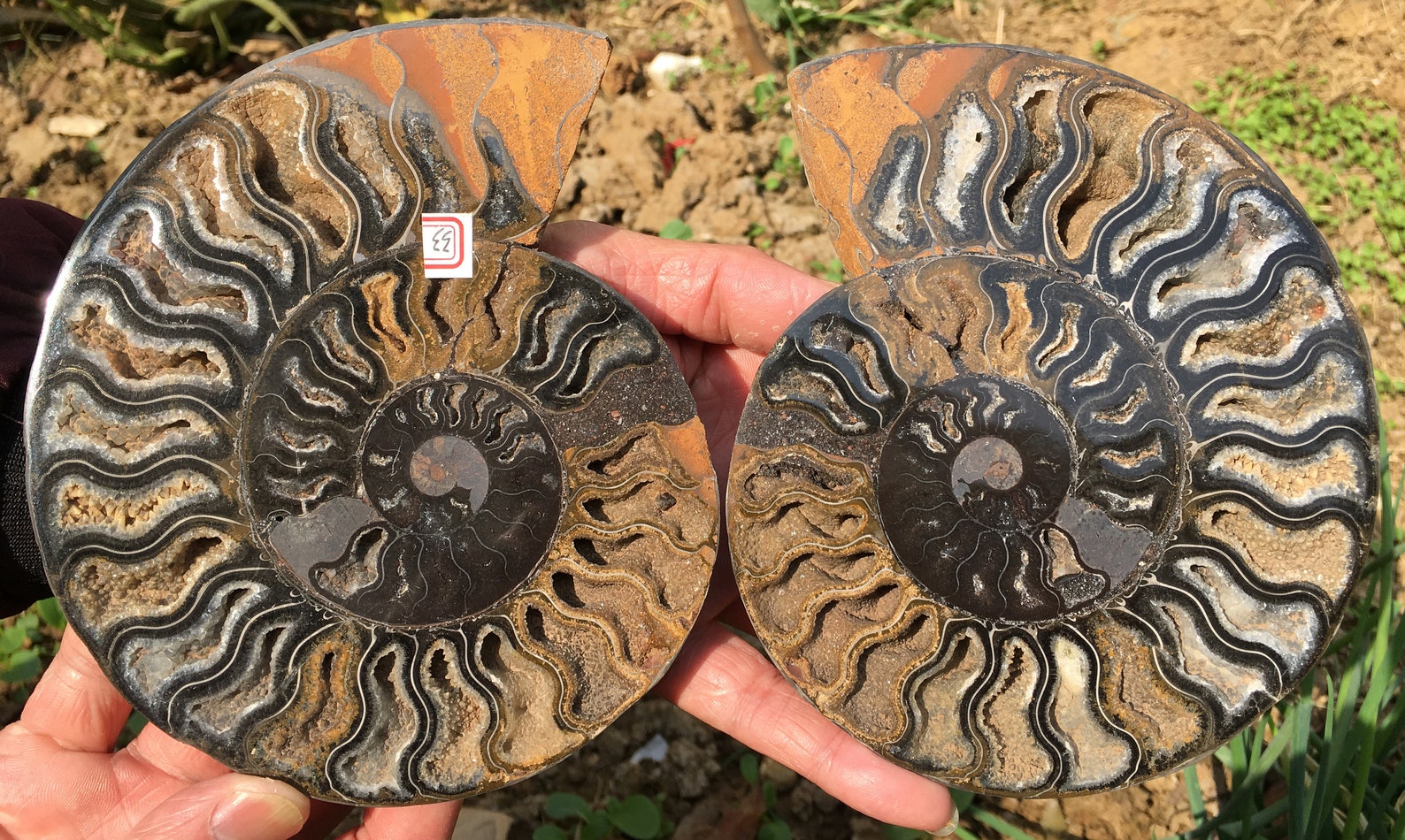 Cut Split Pair Ammonite From Madagascar Jurassic 110 Million Year Old ...