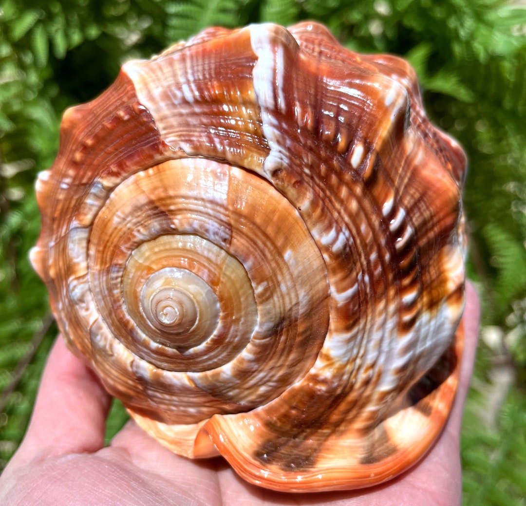 Natural Large Sea Snail Ammonite Decoration/big Seashell Decor/sea ...