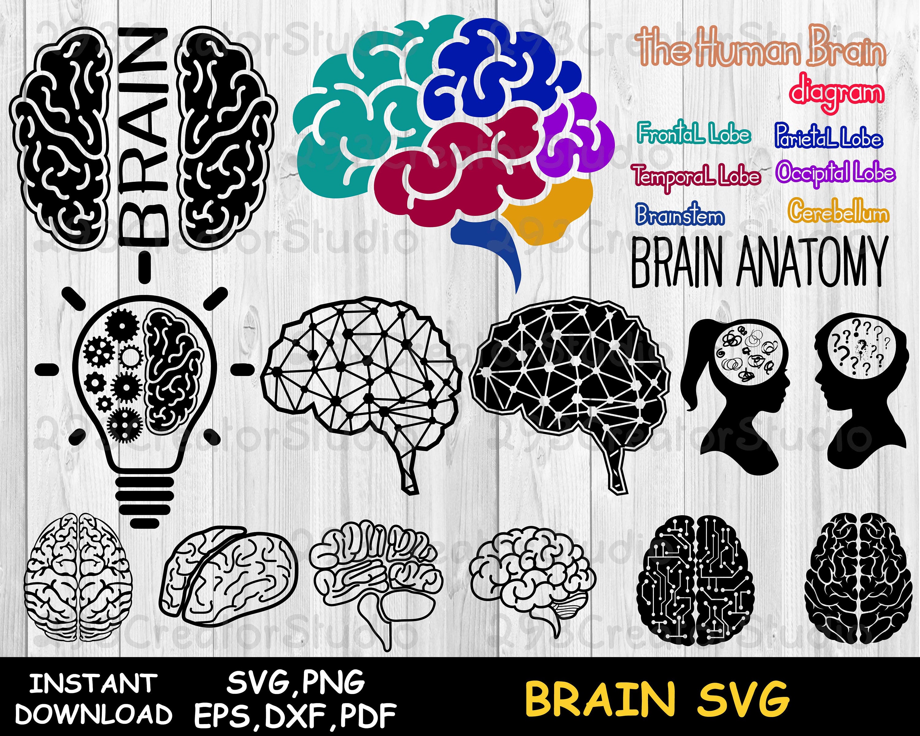 Brain Svg Bundle Science Svg School Png Element Studies | Etsy UK