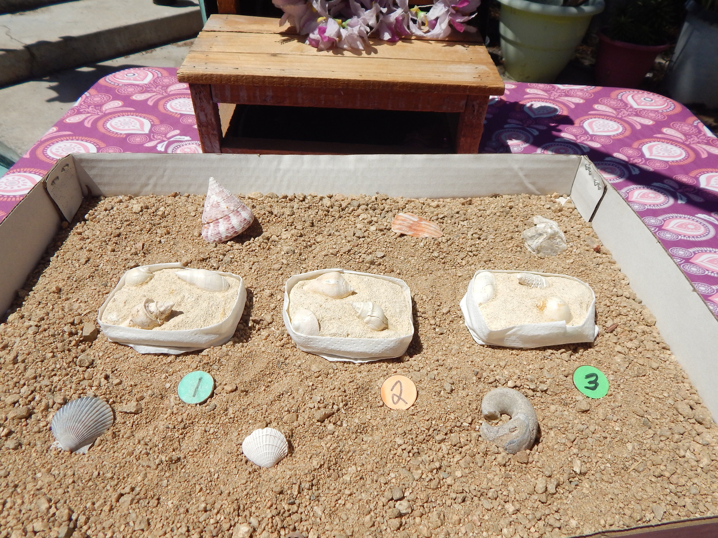 Fossil Matrix Cluster,cenozoic Era, Neogene Period, Miocene Epoch - Etsy