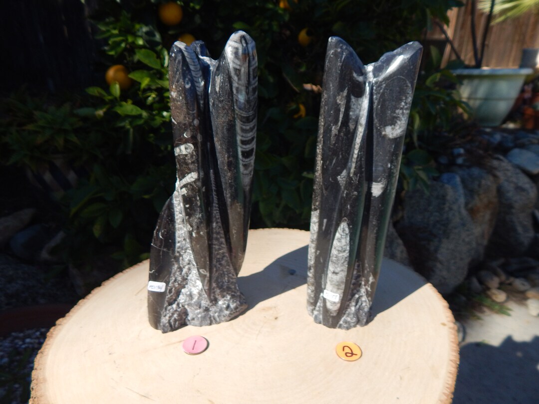 Orthoceras Fossil Matrix Display, Polished Orthoceras Fossil Tower ...