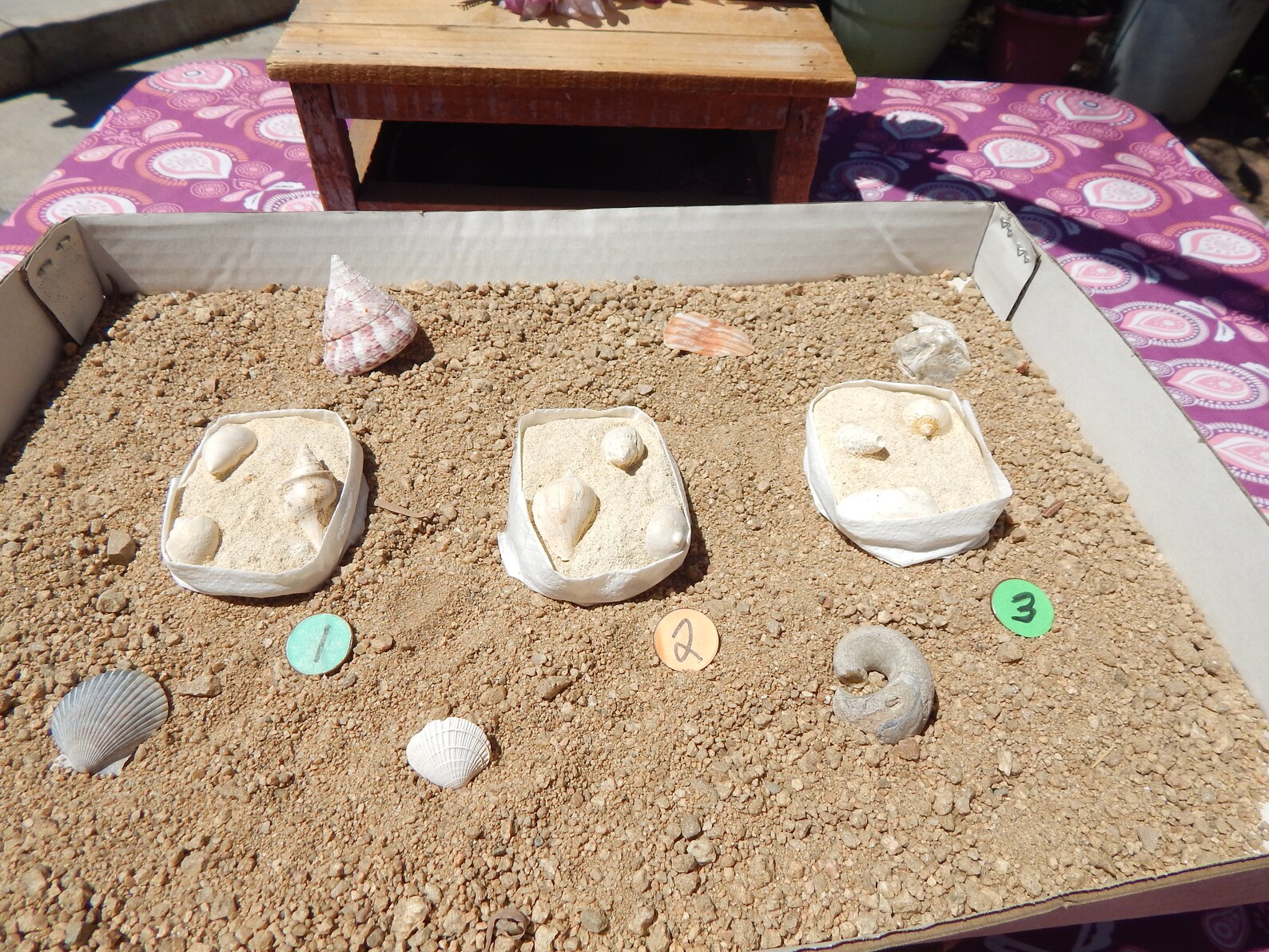 Fossil Matrix Cluster,cenozoic Era, Neogene Period, Miocene Epoch - Etsy