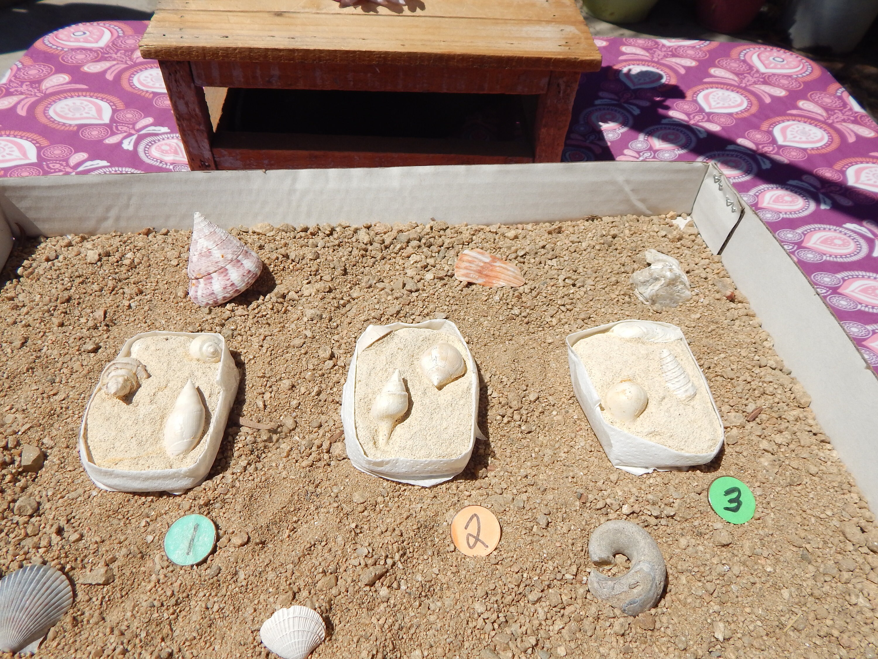 Fossil Matrix Clustercenozoic Era Neogene Period Miocene - Etsy