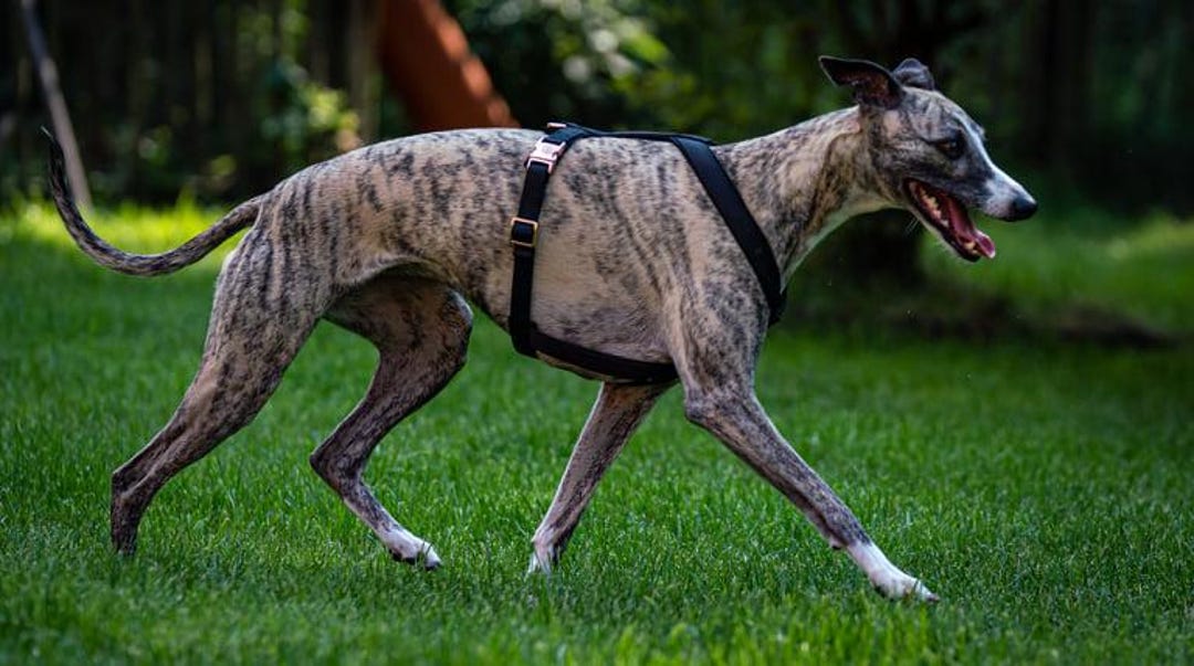 Stylish Greyhound Harness in Timeless Black With Selectable Buckle ...