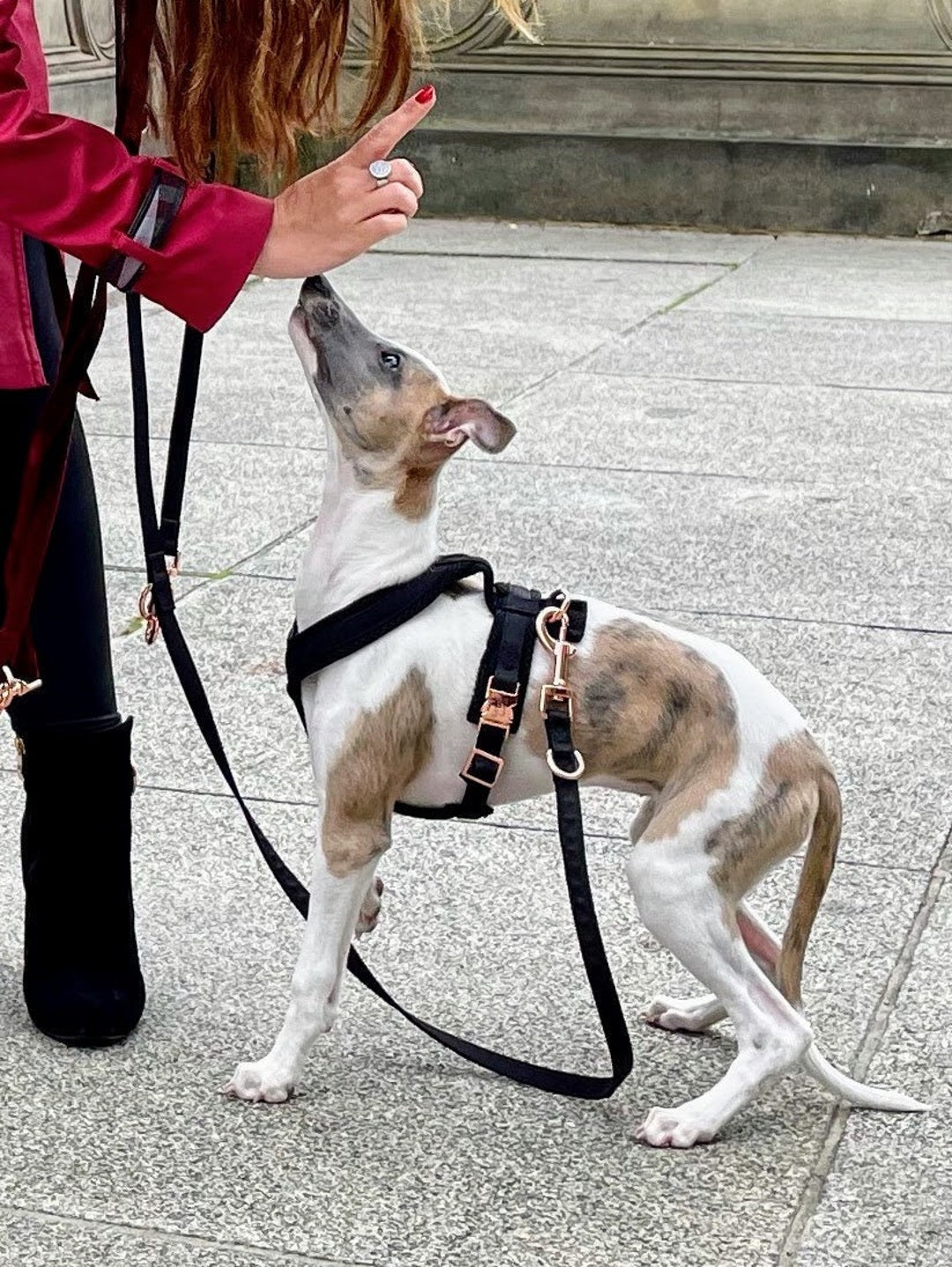 Comfortable Puppy Harness for Whippets and Greyhounds Black Selectable ...