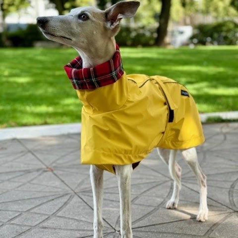 Greyhound Coats - Etsy UK