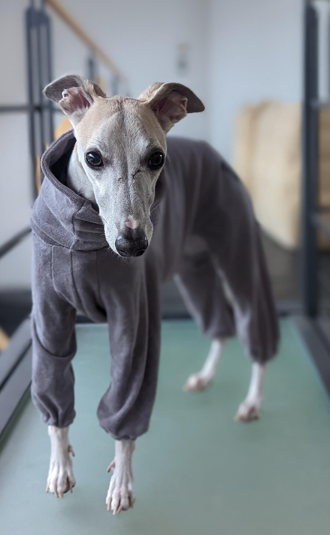 Terrycloth Bathrobe, Greyhound/ridgeback Overall in Grey for Warming Up ...