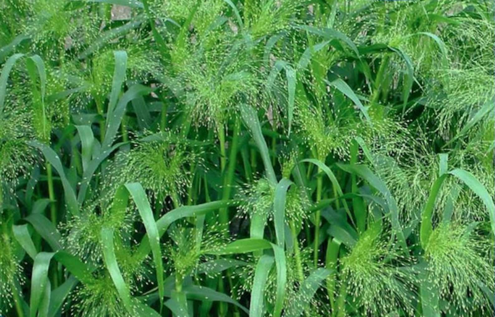 Frosted Explosion / Panicum Elegans / Ornamental Grass Seeds - Etsy