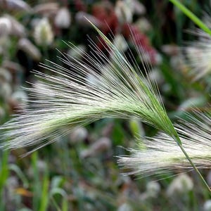 Squirrel Tail Grass 'hordeum Jubatum' Foxtail Barley, Native Ornamental ...