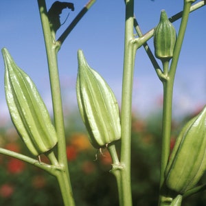 Okra Emerald / Spineless Pods / GMO FREE / Heirloom / 50 Seeds - Etsy