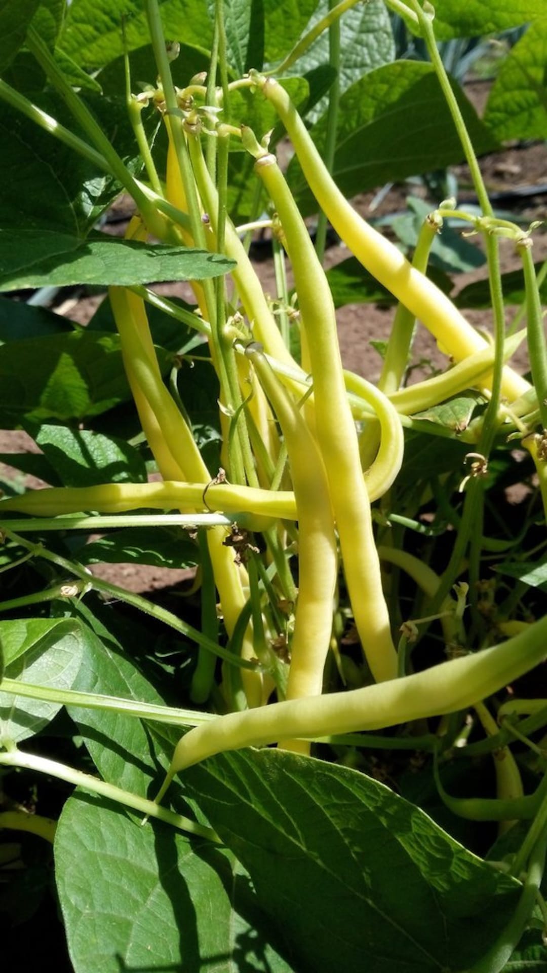 Bean Golden Wax or Gold Rush - Yellow / 50 Seeds, NON GMO - Etsy