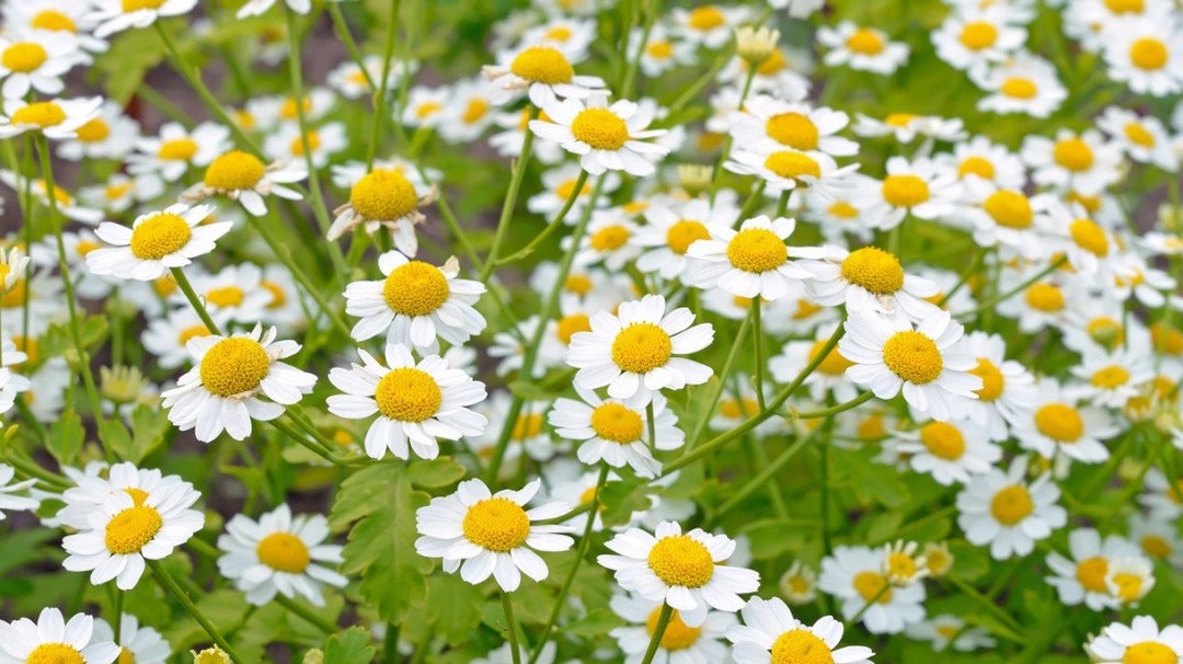 Feverfew - "chrysanthemum Parthenium", Dry Herb/ 24 Tea Bags or 300 ...