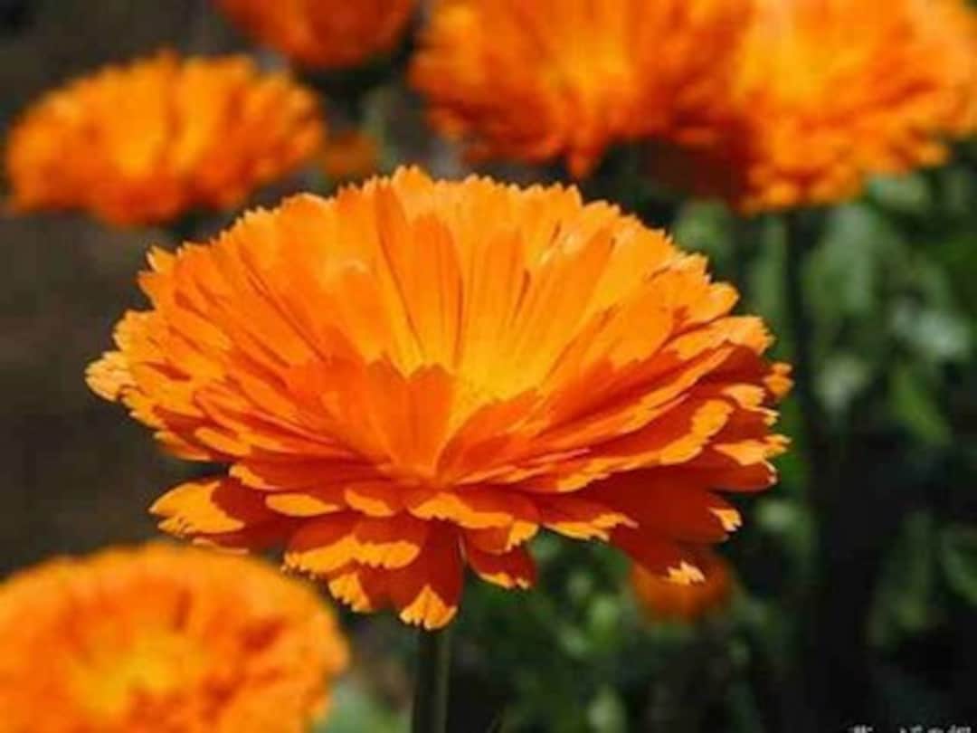 Calendula - Bon Bon Mixture/ Seeds or Calendula Officinalis - 1 Oz. Dry ...