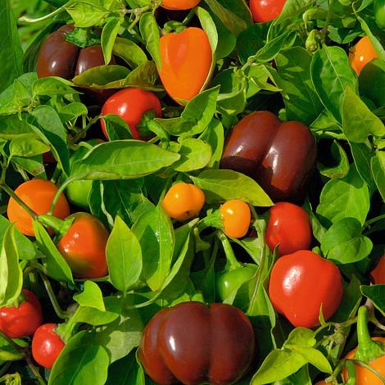 Pepper Mini Belle Orange 20 Seeds - Etsy