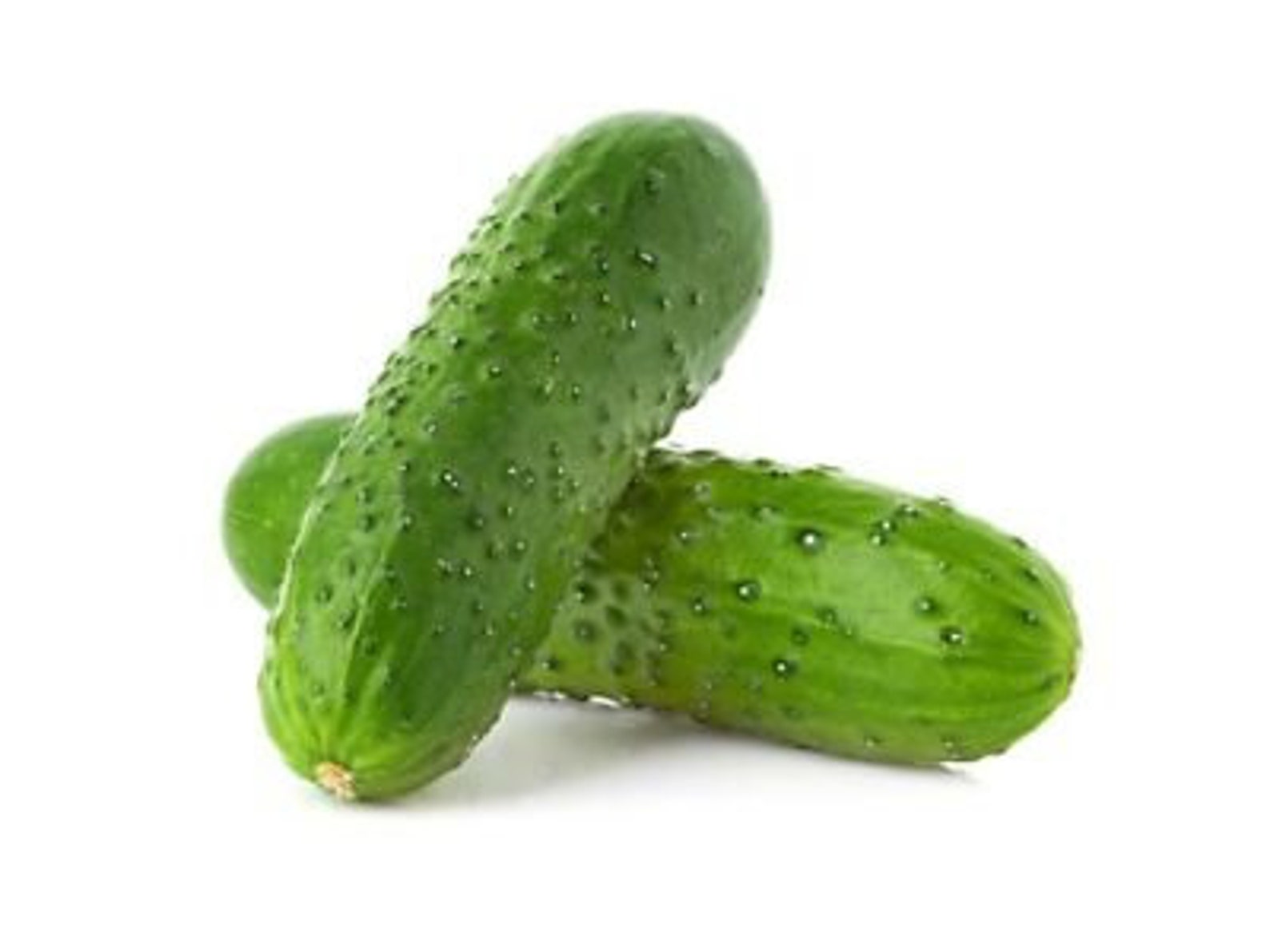 Cucumber Wisconsin SMR 58 or Boston Pickling 'cucumis Sativus'/ or ...