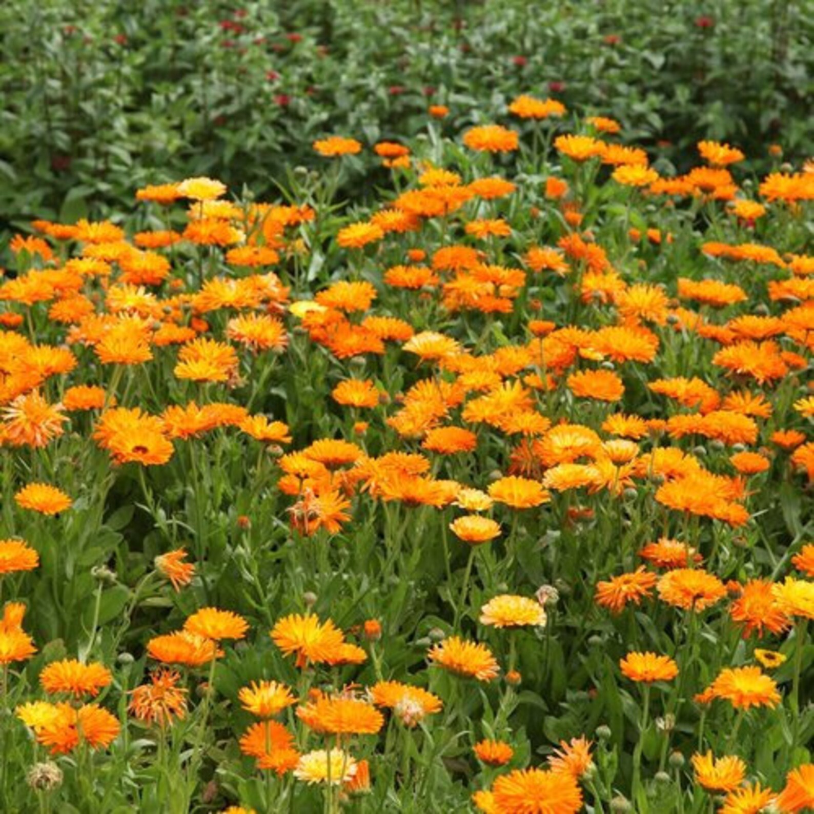 Calendula - Bon Bon Mixture/ Seeds or Calendula Officinalis - 1 Oz. Dry ...