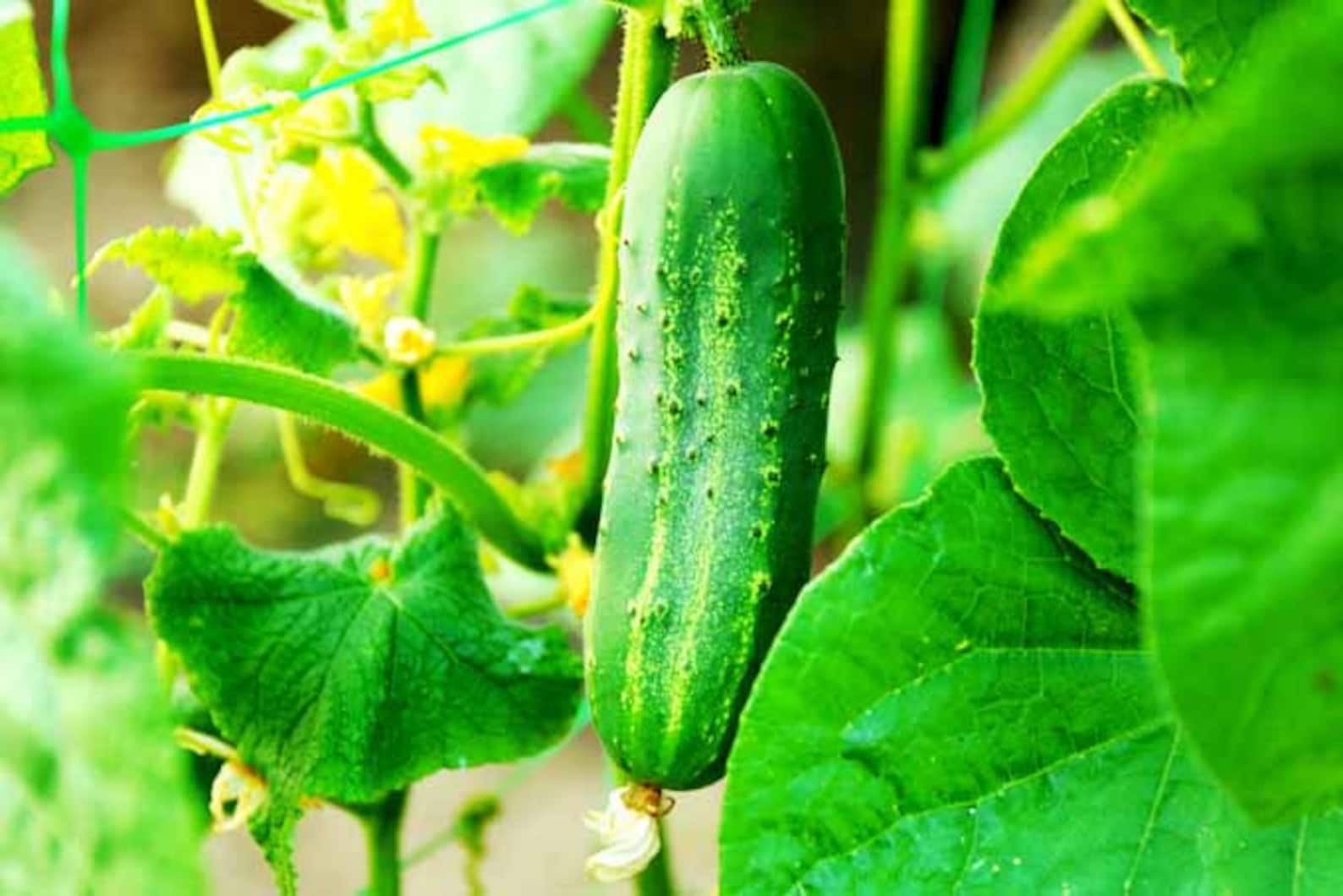 Cucumber Wisconsin SMR 58 or Boston Pickling 'cucumis Sativus'/ or ...