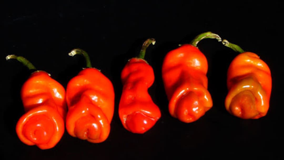 Pepper Hot - Peter Red - Etsy