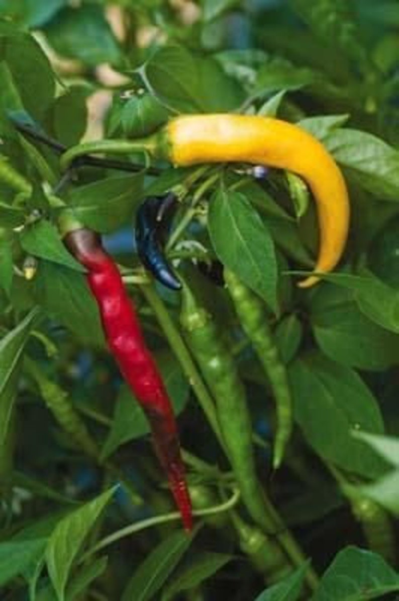 Pepper Cayenne Long Thin o Anaheim Chili o Cayenne Pinata - Etsy España