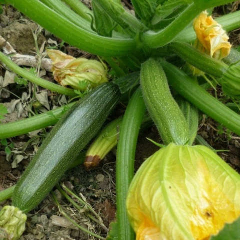 Zucchini - Etsy