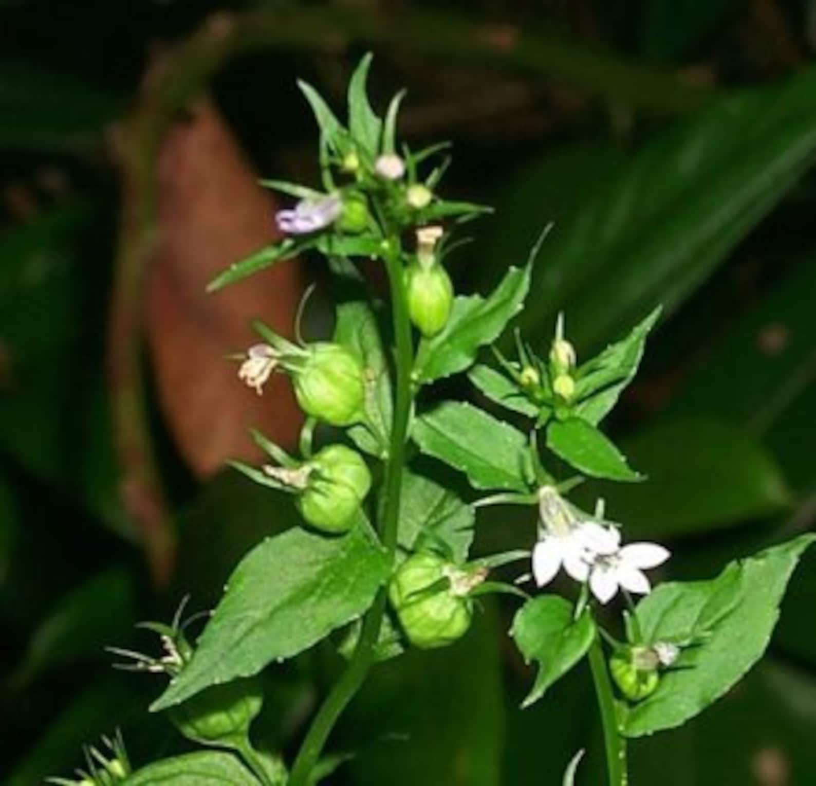 Lobelia- Indian Tobacco / (lobelia Inflata) - Medicinal Seeds, 1000 ...