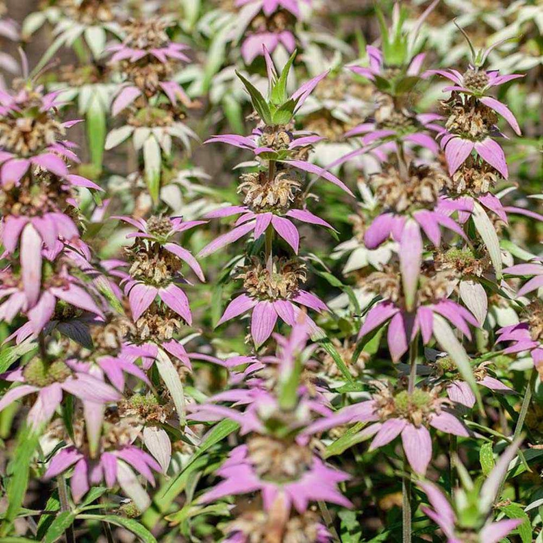 Beebalm Spotted - 'monarda Punctata' 100 Seeds, Native Perennial to the ...