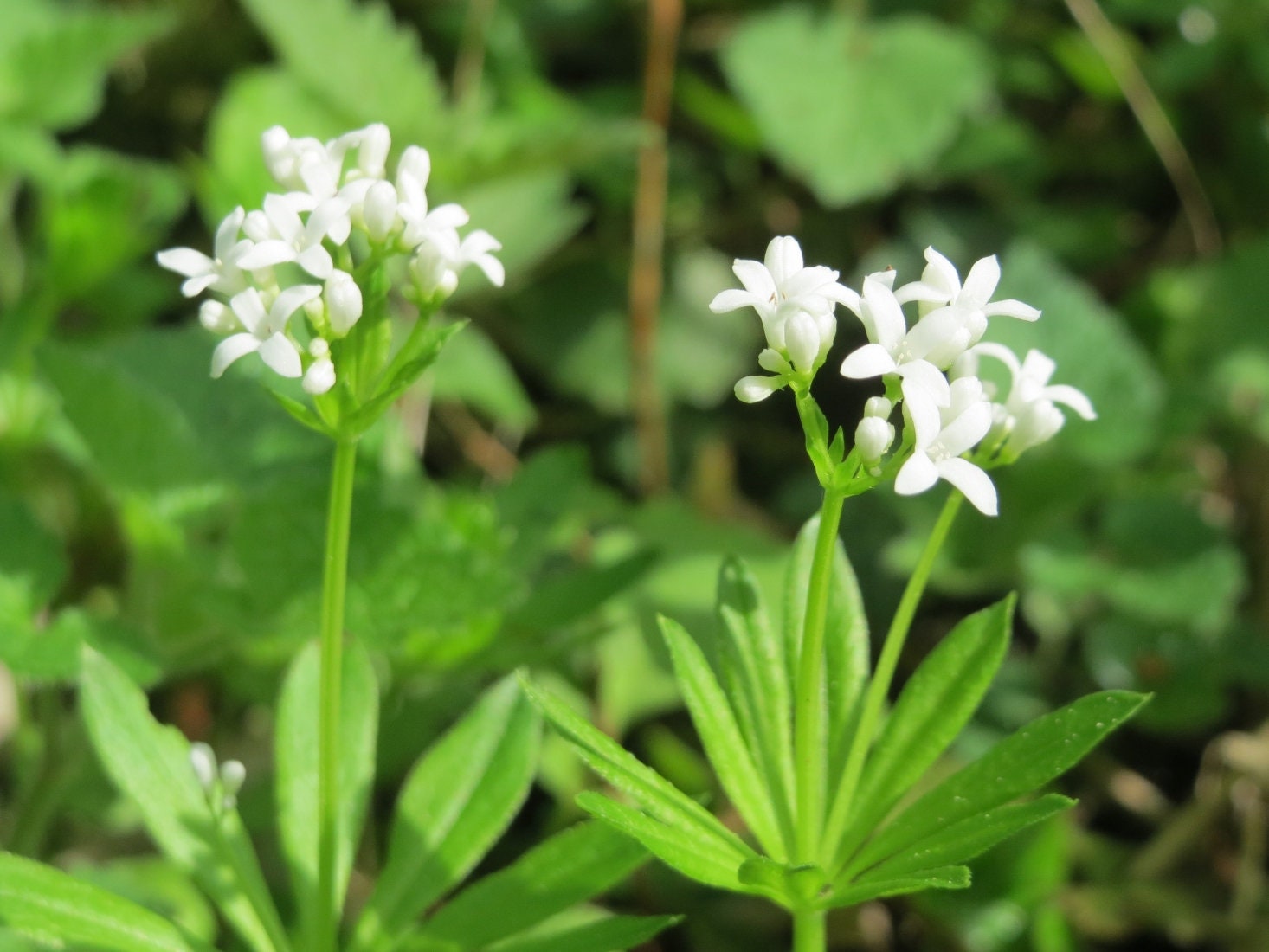 Sweet Woodruff / Wild Harvested on Our Ranch/ 'galium - Etsy