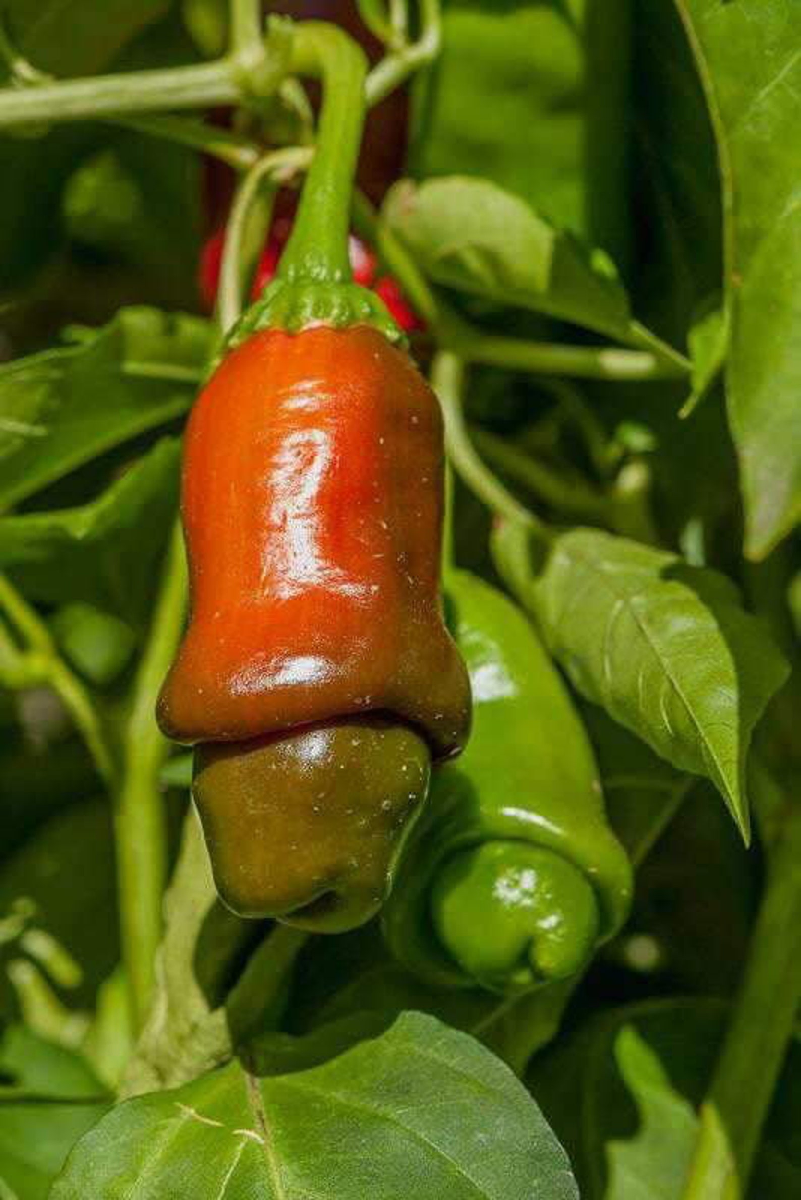Pepper Hot - Peter Red - Etsy