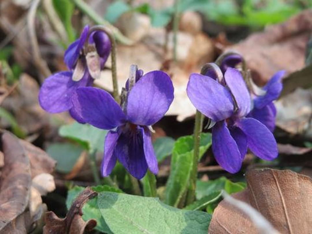 Blue Violet Leaf - (viola Odorata), Medicinal Herb - 1 Oz./ Cut or ...