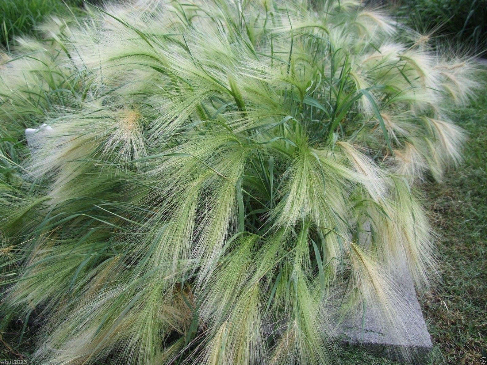 Squirrel Tail Grass 'hordeum Jubatum' Foxtail Barley, Native Ornamental ...