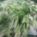 Squirrel Tail Grass 'hordeum Jubatum' Foxtail Barley, Native Ornamental ...