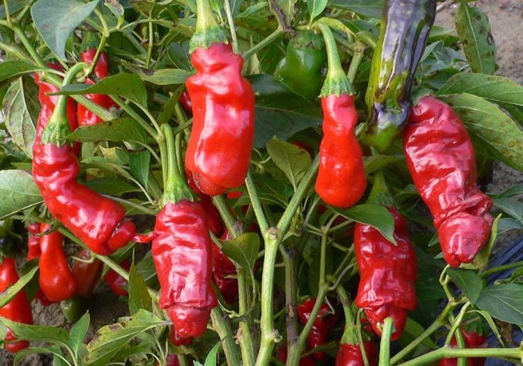 Pepper Hot - Peter Red - Etsy