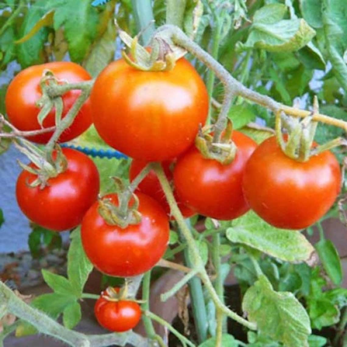 Stupice or Mountain Princess Tomato Seeds- Heirloom/ GMO FREE/ 25 Seeds ...