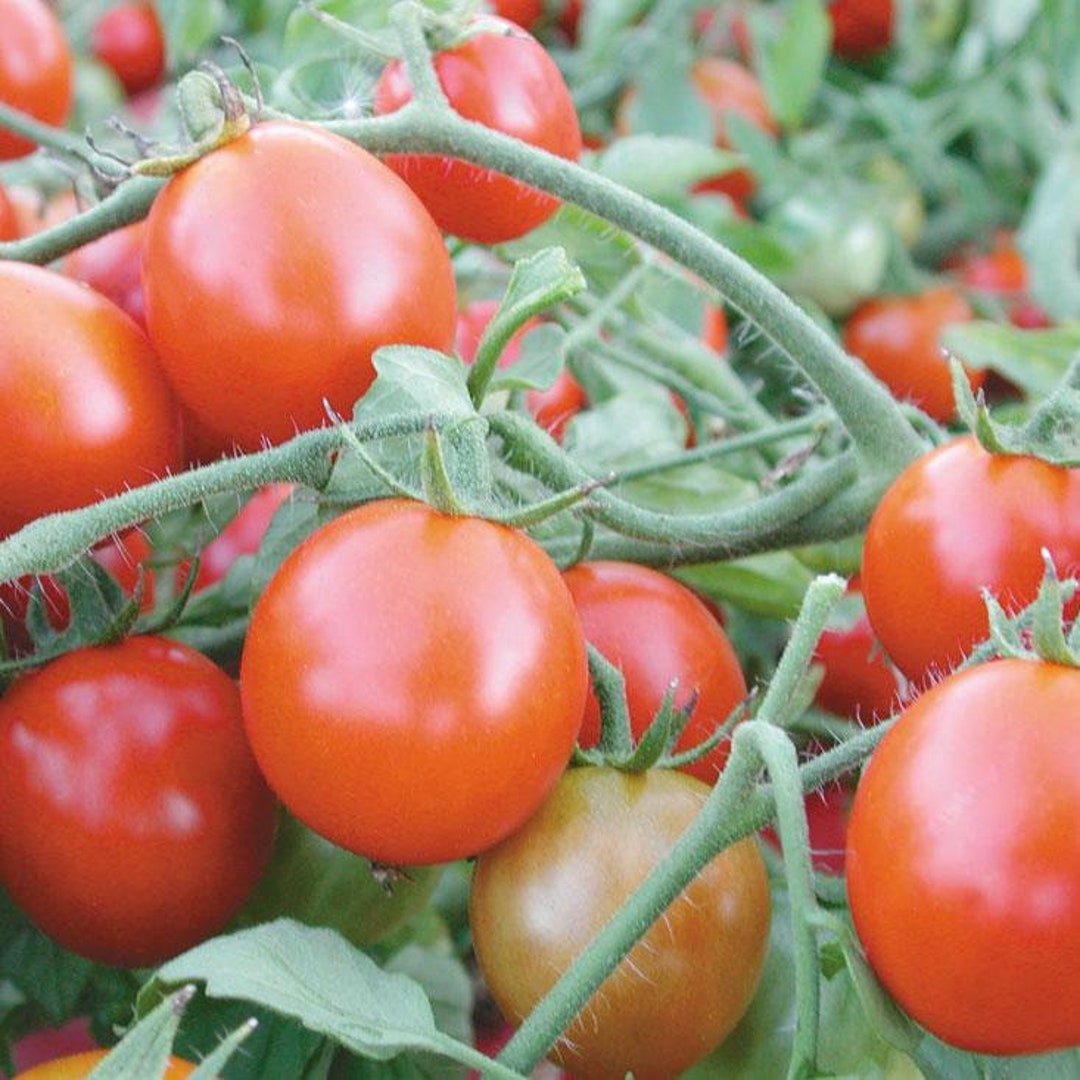 Little Tom Red or Yellow Tomato / 25 Seeds / NON GMO/ Open Pollinated ...