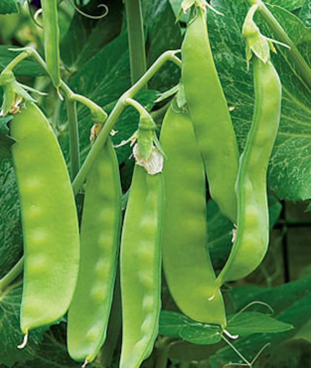 Snow Peas / Oregon Sugar Pod/ Naturally Grown, NON GMO - 55 or 500 ...