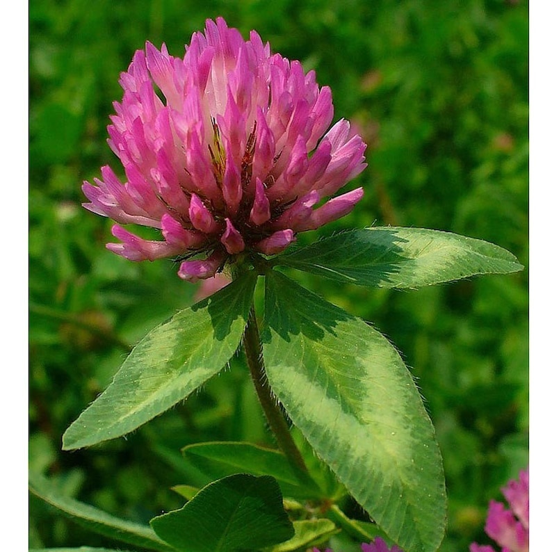 Red Clover Dry Flowers-blossoms trifolium Pratense | Etsy