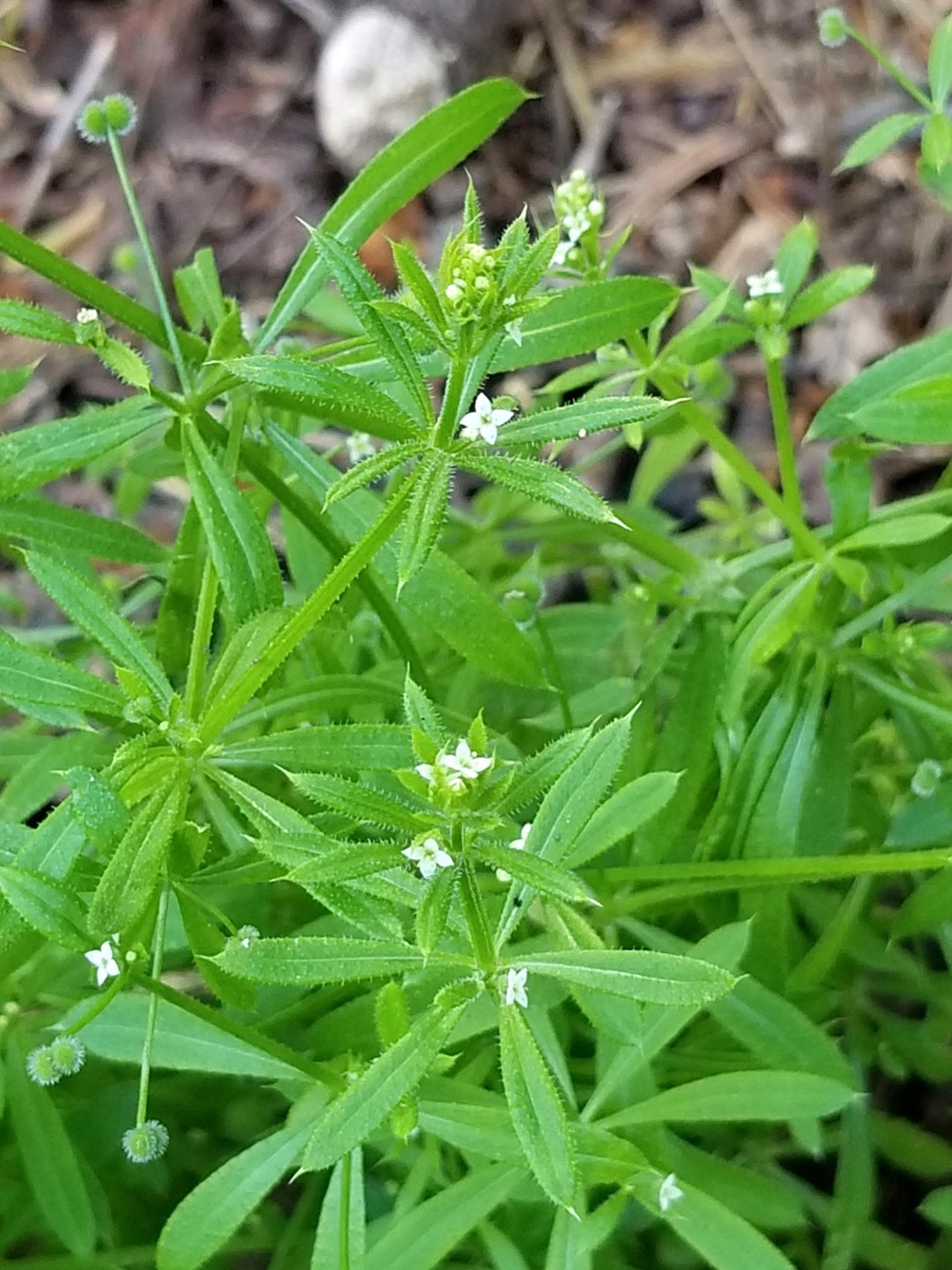 Cleavers (bedstraw) "galium Aparine" / Medicinal Herb / 24 Tea Bags or ...