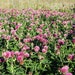 Red Clover Dry Flowers-blossoms trifolium Pratense L. Medicinal Herb ...